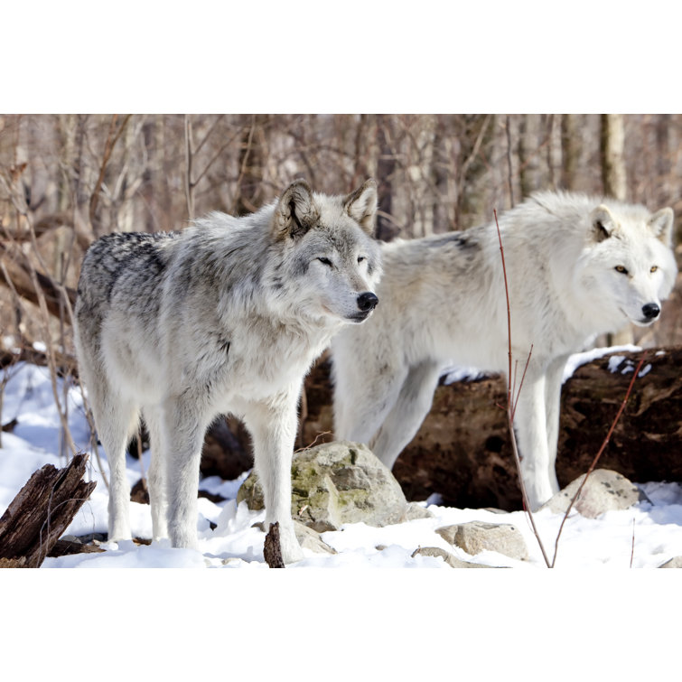 Alpen Home White And Black Wolves by Vgramagin - Wrapped Canvas Photograph | Wayfair.co.uk